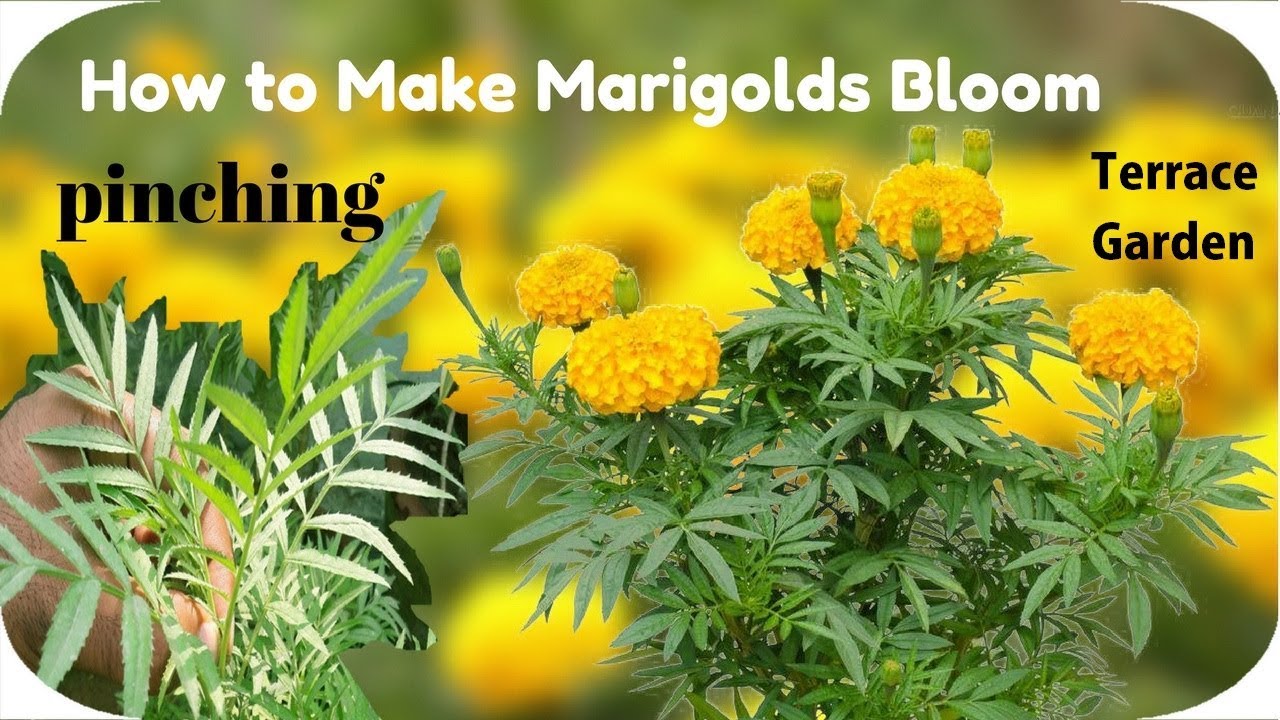 Increasing Your Marigolds Blooms Pinching Out Marigolds TERRACE Increasing Your Marigolds Blooms Pinching Out Marigolds TERRACE
