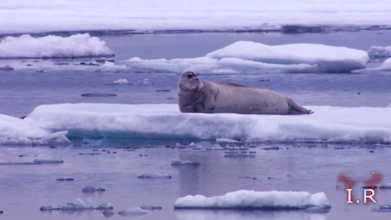 (Oso Polar Famélico cazando foca)Hungry polar bear surprises a seal ...
