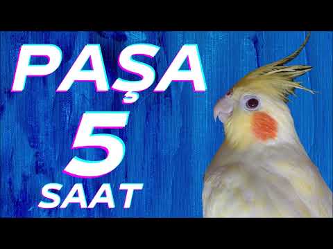 PAŞA SULTAN PAPAĞANI KONUŞMA, KONUŞAN SULTAN PAPAĞANI