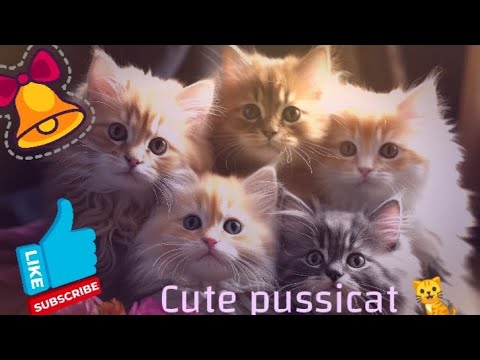 Cute pussicat 🐈😻🐶🐾@Archusingh1234 - YouTube