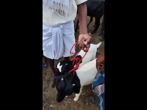 Live streaming of Kannathasan mutton stall - YouTube