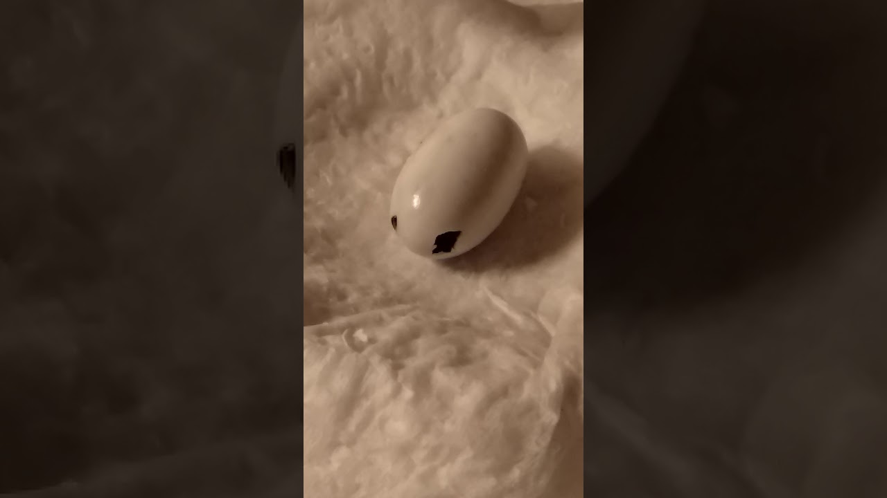 Baby turtle pushing his way out of the egg - YouTube