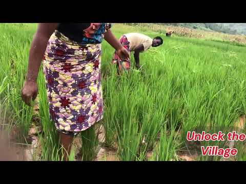 How Rice is Made: Step by Step Growing Rice Paddy Farming, Rwanda - YouTube