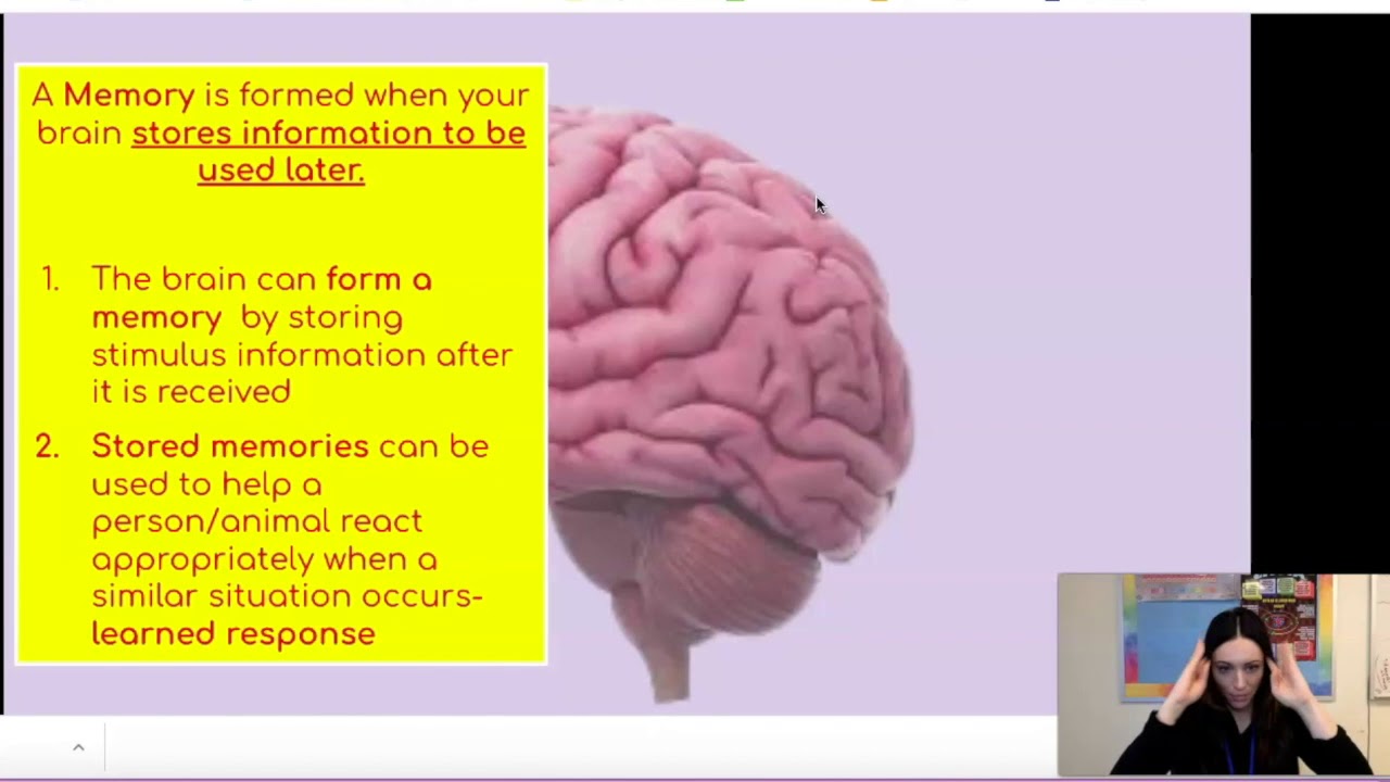 Sensory Pathway: Stimulus & Response - YouTube