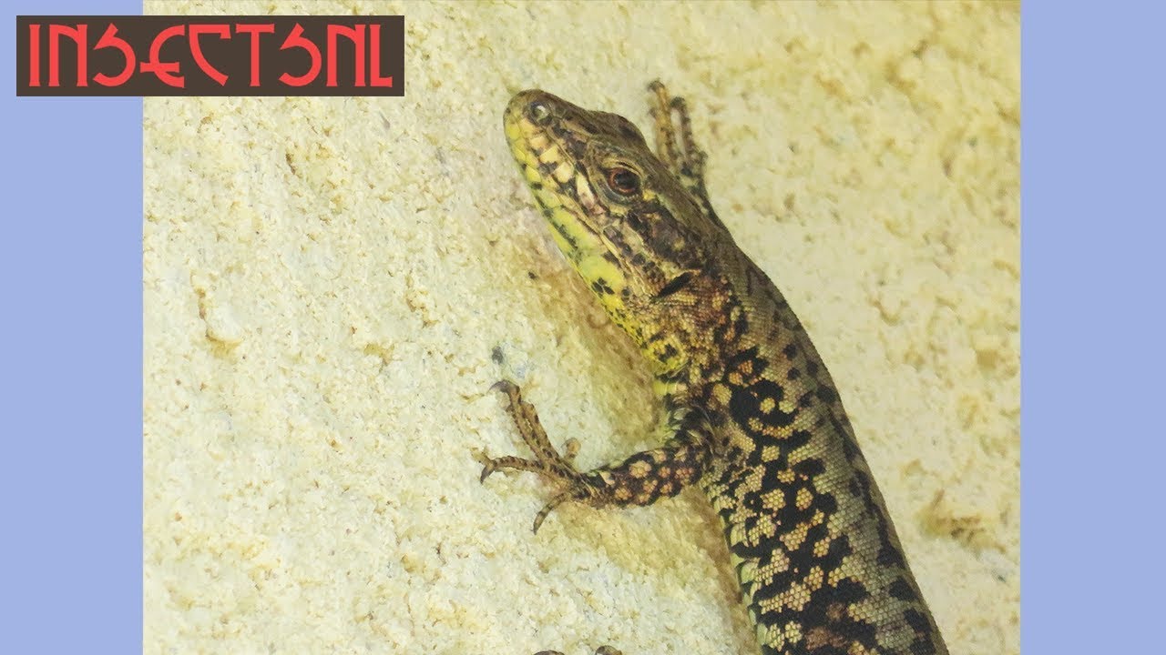 De muurhagedis - informatievideo vanuit Zuid-Frankrijk - YouTube