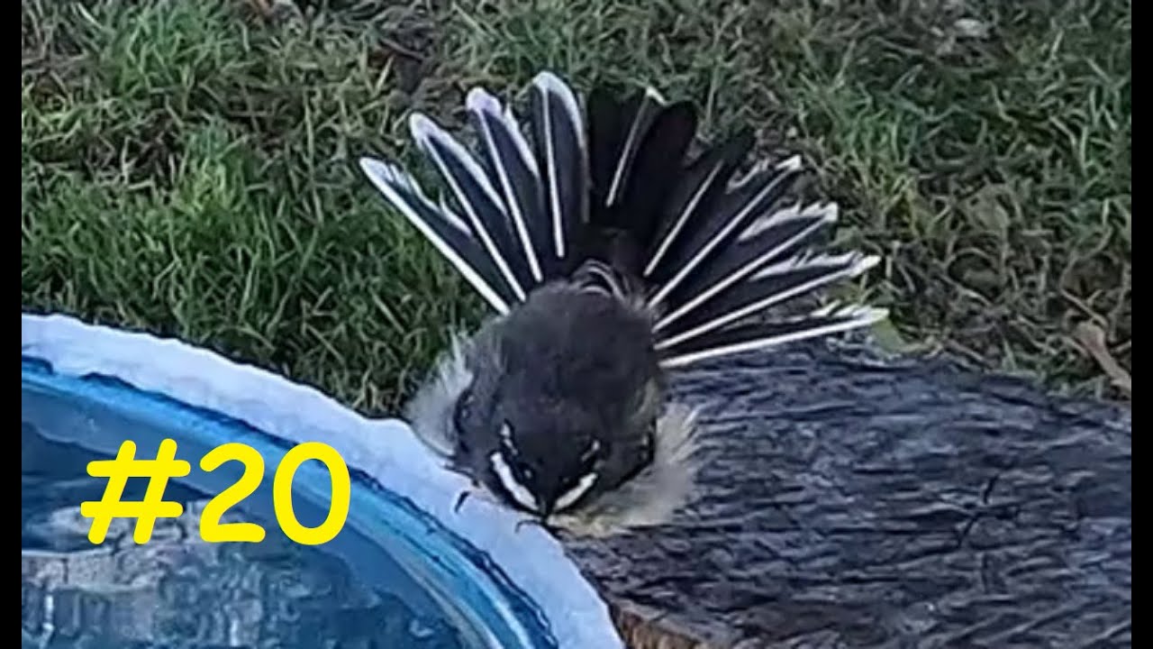 Hyperactive Grey fantail gets super fluffy after a long bath ...
