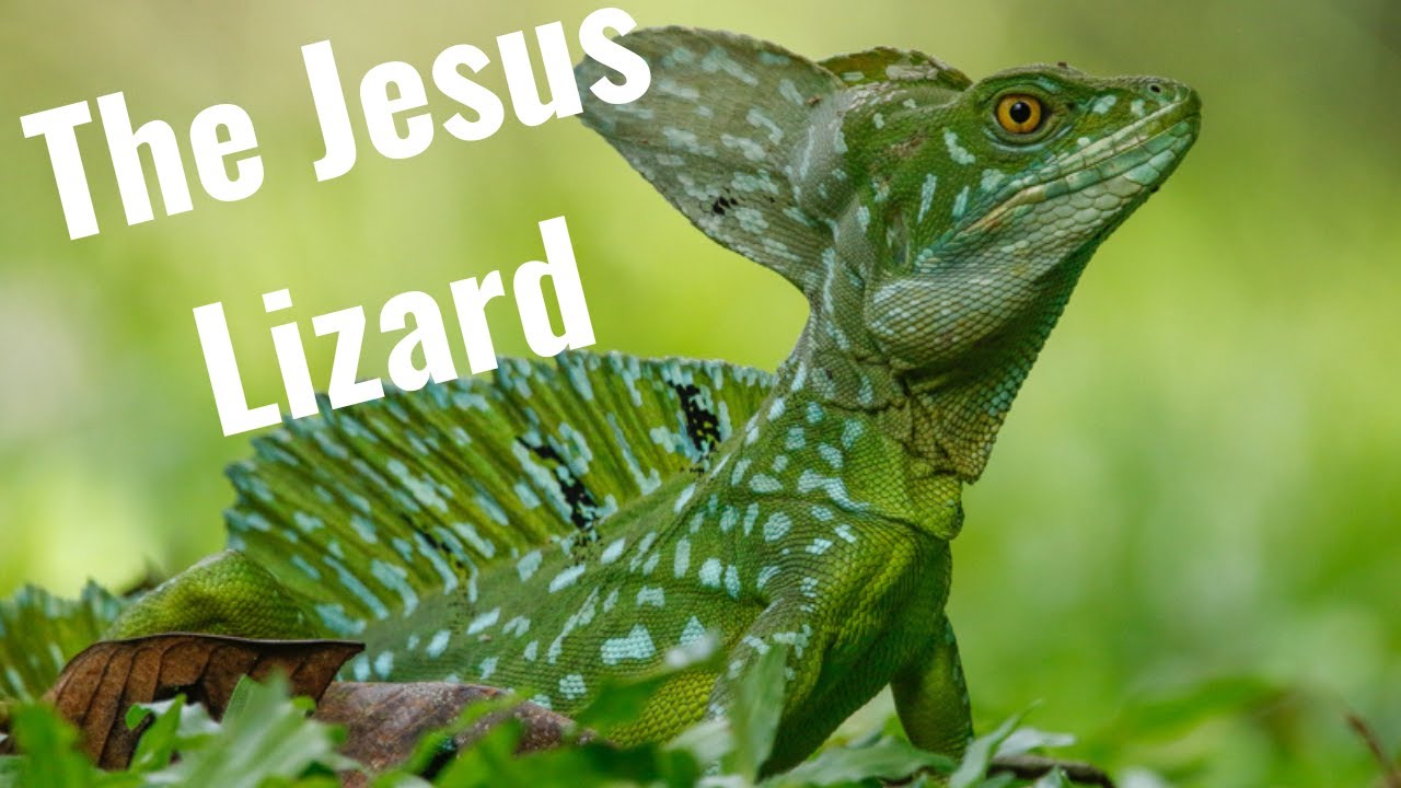 The Biology of Basilisks - YouTube