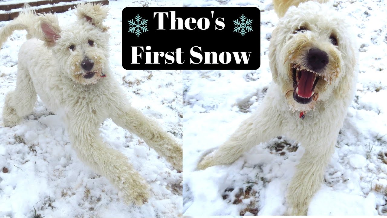 Theo the Goldendoodle's First Snow - YouTube