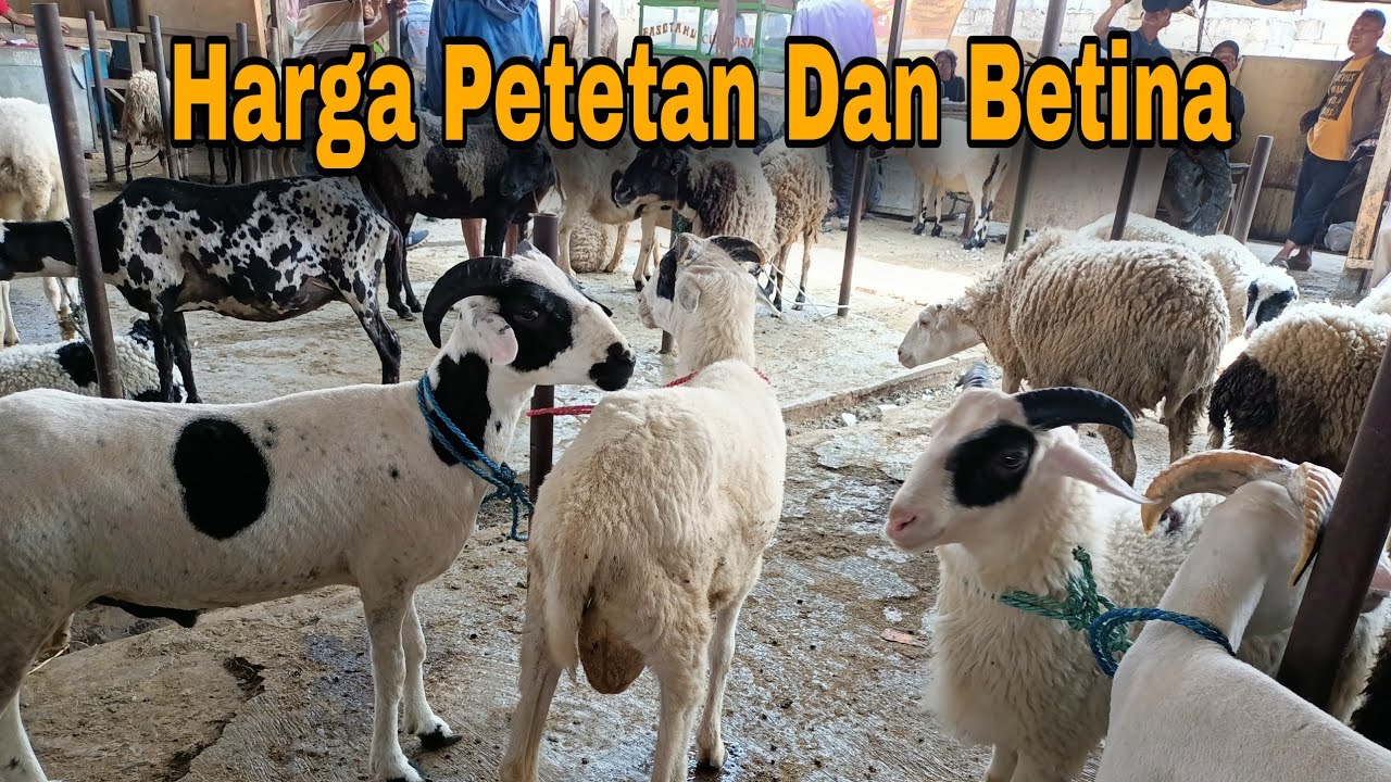 Harga Betina dan Petetan Domba Garut Terbaru Pasar Hewan Tanjungsari ...