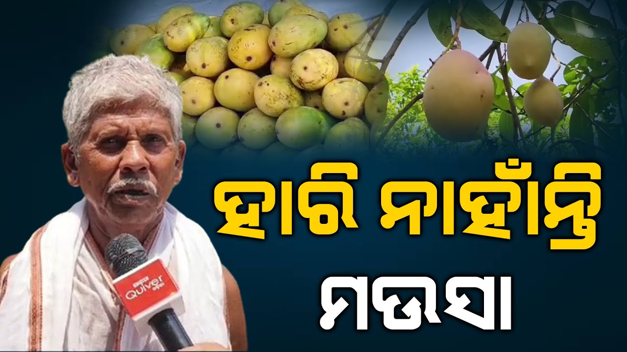 Old man's Mango Farming Inspires The Youth | ପରିଣତ ବୟସରେ ଆମ୍ବ ଦେଇଛି ...