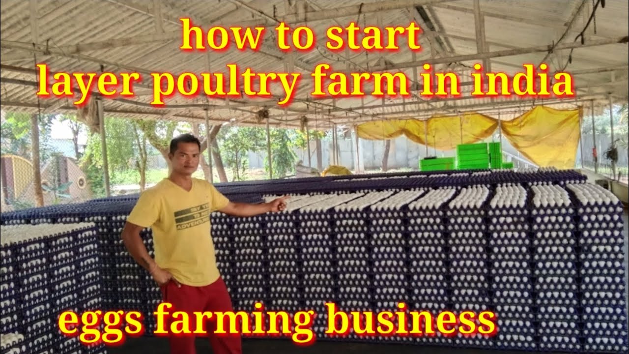 How to start layer poultry farm in india || layer poultry farm || eggs ...