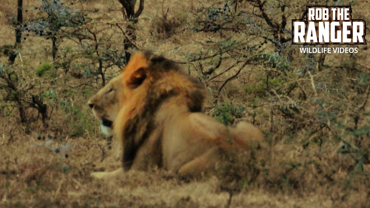 Powerful ROARS Of A Lion Echo Across The Plains | Lalashe Mara Ripoi ...