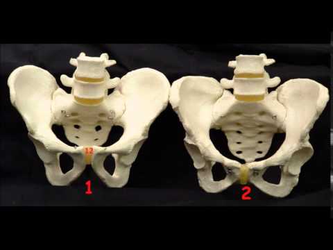 Human Skeleton Practical Test - YouTube