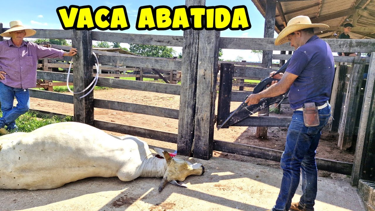 ABATEMOS UMA VACA E MOSTRAMOS COMO É O PROCESSO DO ABATE E DESCARNAMOS ...