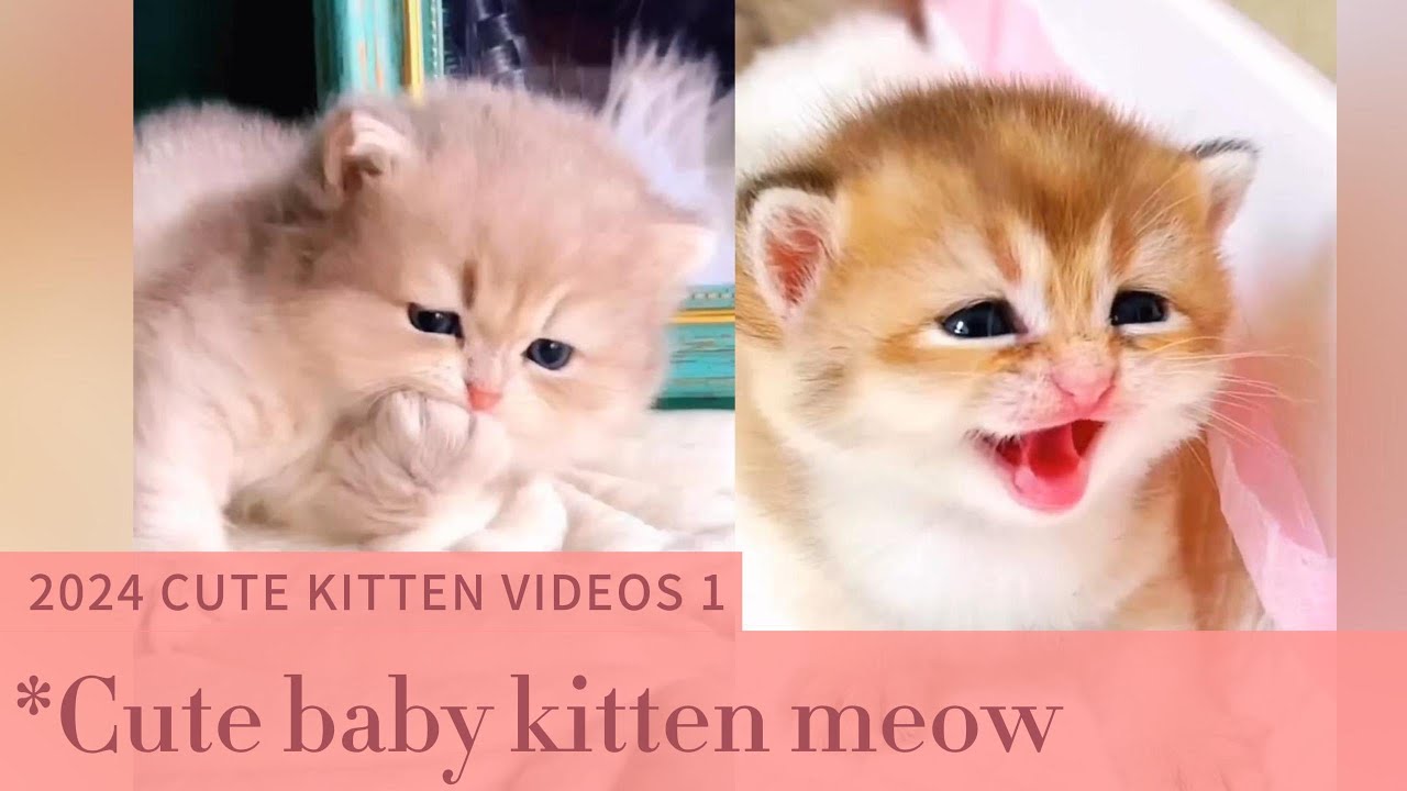 Cute baby kitten meow,2024 cute kitten videos 1 - YouTube