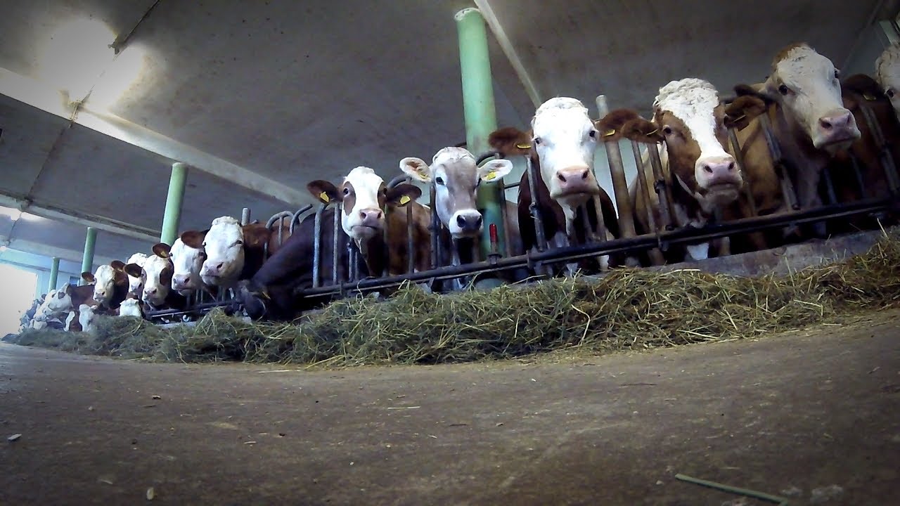 A day on the farm #3 - YouTube