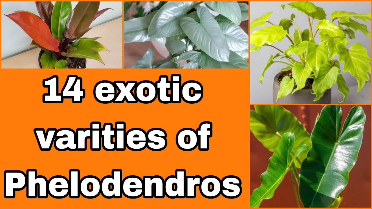 Phelodendron varieties/ How to care phelodendron/ Phelodendron name ...