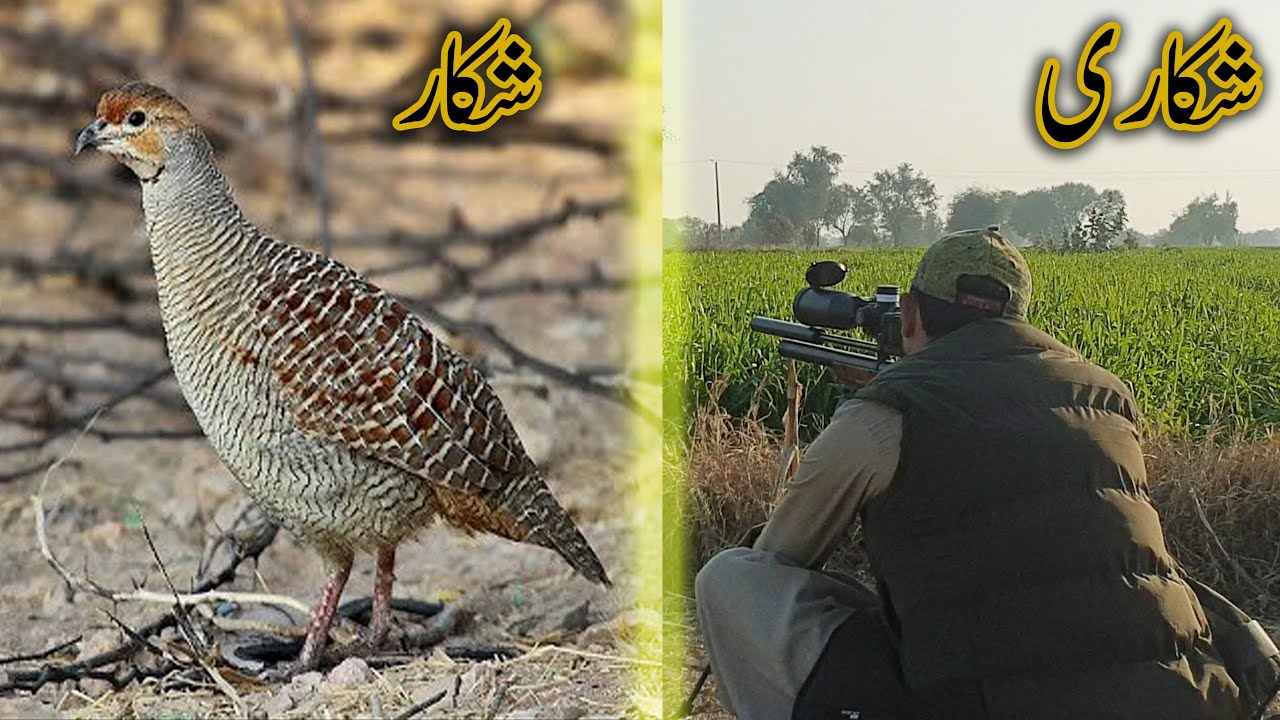 The Hunt of Grey Partridge in Pakistan - YouTube