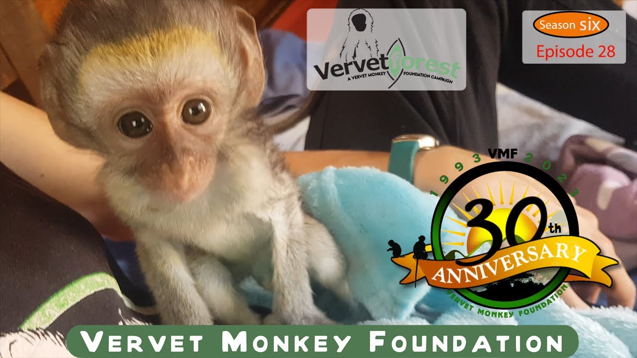 Heartwarming Rescues at the Monkey Orphanage - YouTube