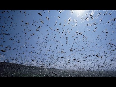 400 Milyar Çekirge Türkiye'ye Mi Geliyor?Çekirge İstilası