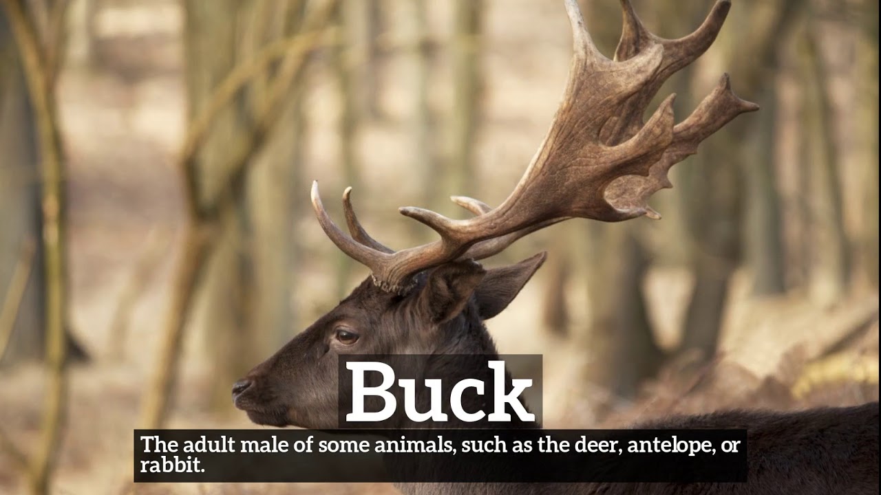 What is Buck? | How to Say Buck in English? | How Does Buck Look? - YouTube