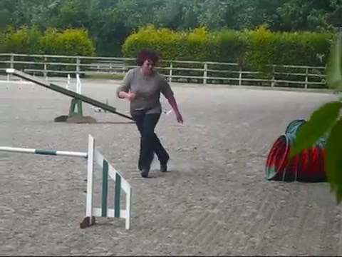 Guinness - Our Black Standard Poodle - Agility and Good Times - YouTube