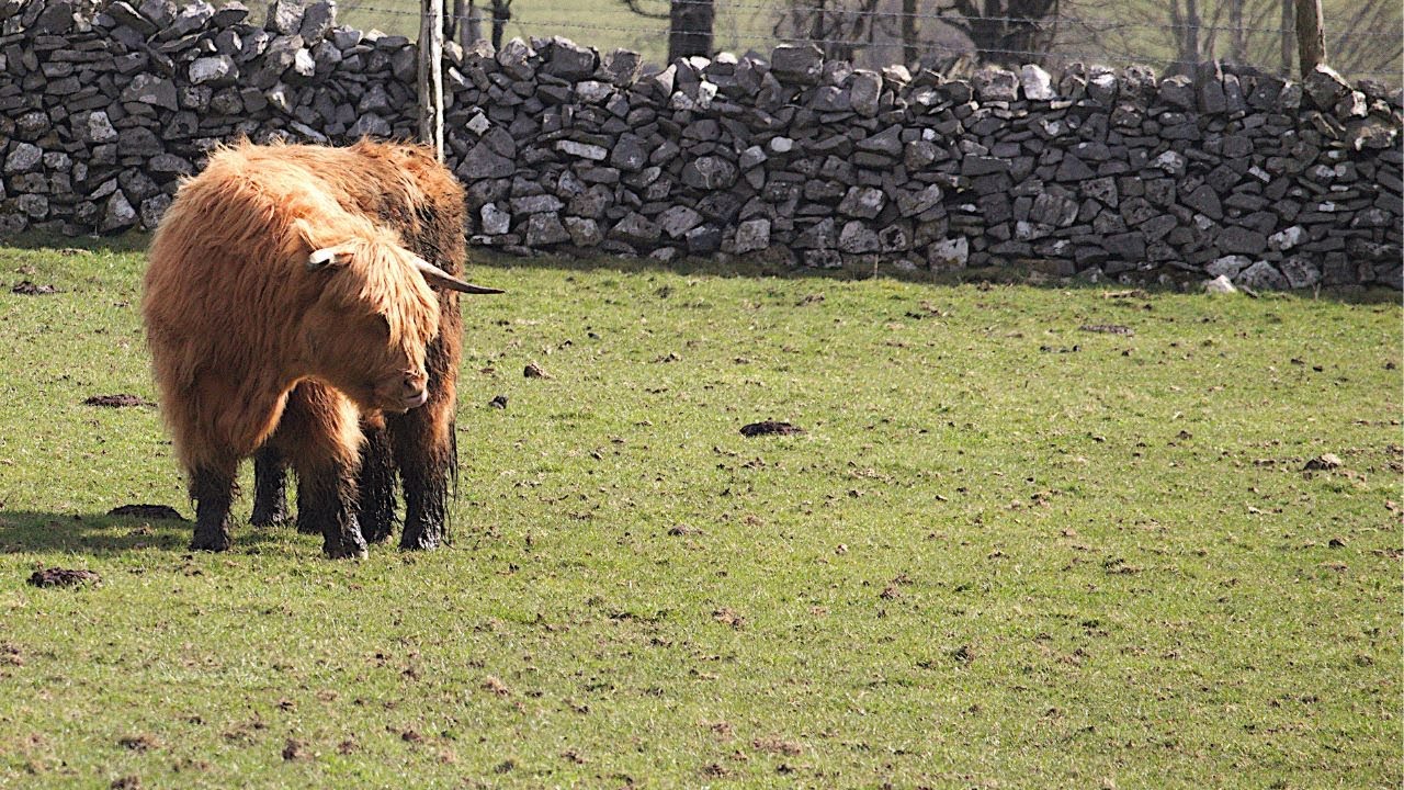 Highland cow compilation - YouTube