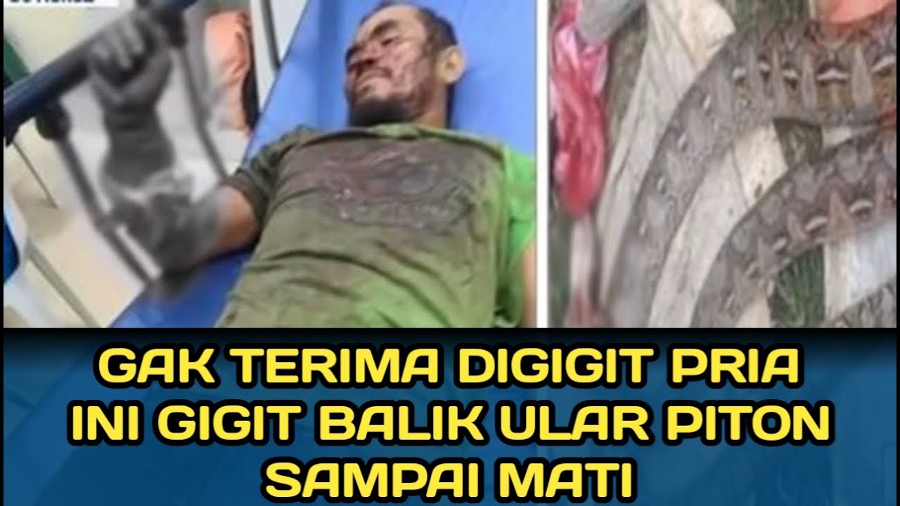 GAK TERIMA DIGIGIT PRIA INI GIGIT BALIK ULAR PITON SAMPAI MATI #viral ...