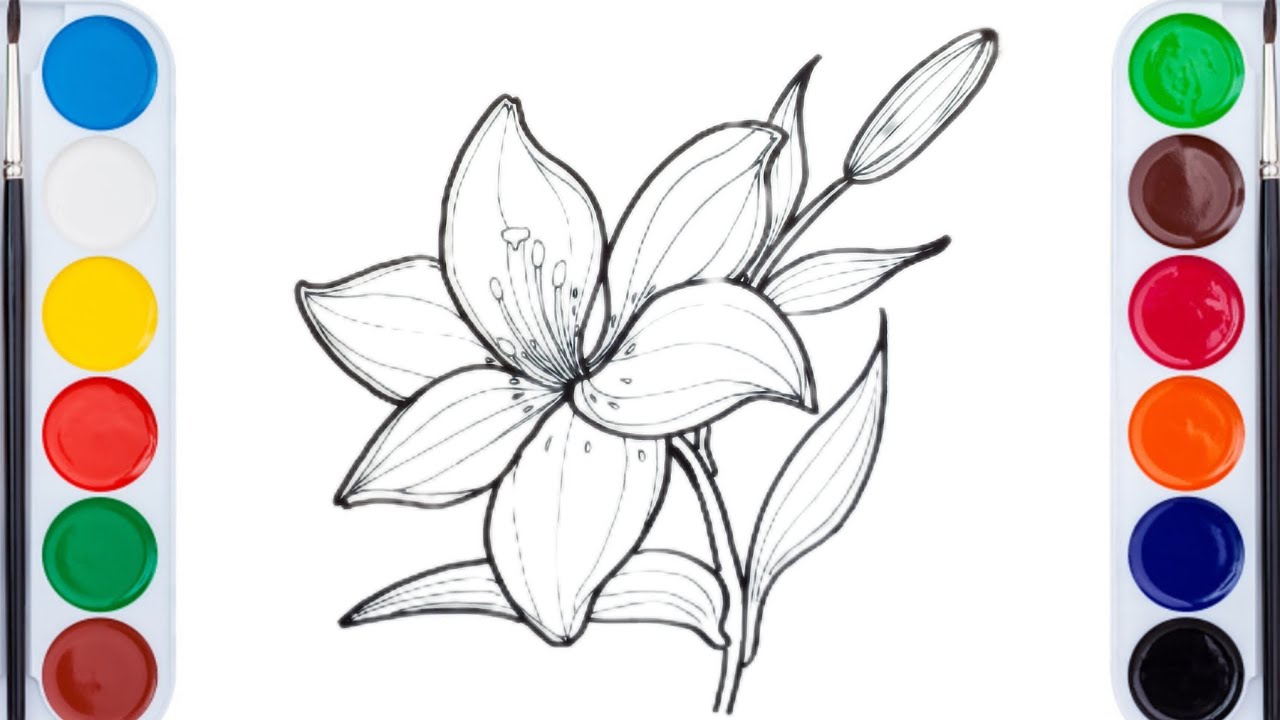 Lily Flower Drawing | How to Draw a Lily Flower | Easy Flower Drawing ...