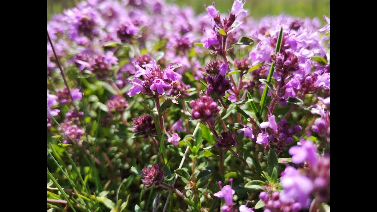 Cimbrisorul si beneficiile - YouTube