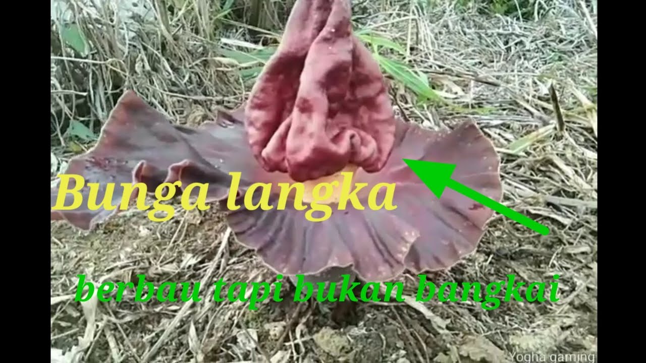 Bunga langka//berbau busuk namun bukan bangkai.. - YouTube