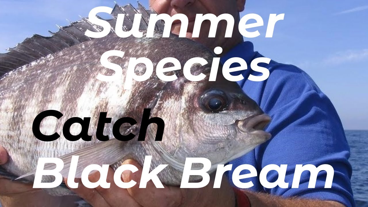How To Catch Black Bream (Shore Fishing UK and Europe) - Beginners And ...
