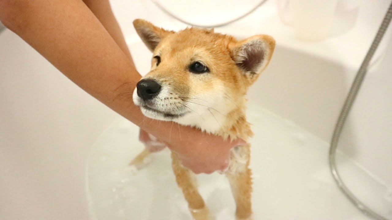 Shiba Inu puppy's first bath | Jimmy me Shiba - YouTube