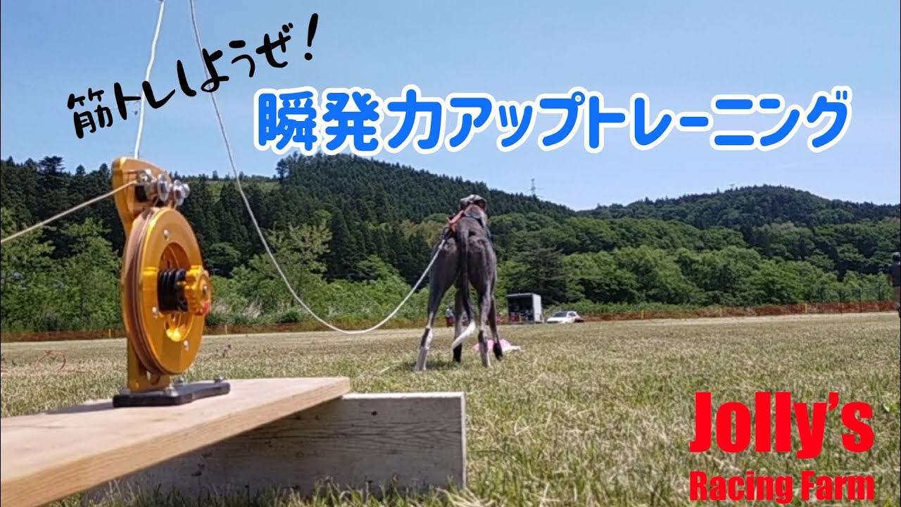 瞬発力アップトレーニング☆Jolly’s Racing Farm - YouTube