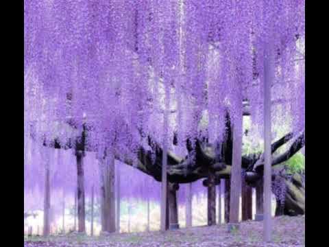 Beautiful leavender flowers|Relaxing Music,Calm💜💜 Music(2022)#shorts #ytshort #relaxingmusic