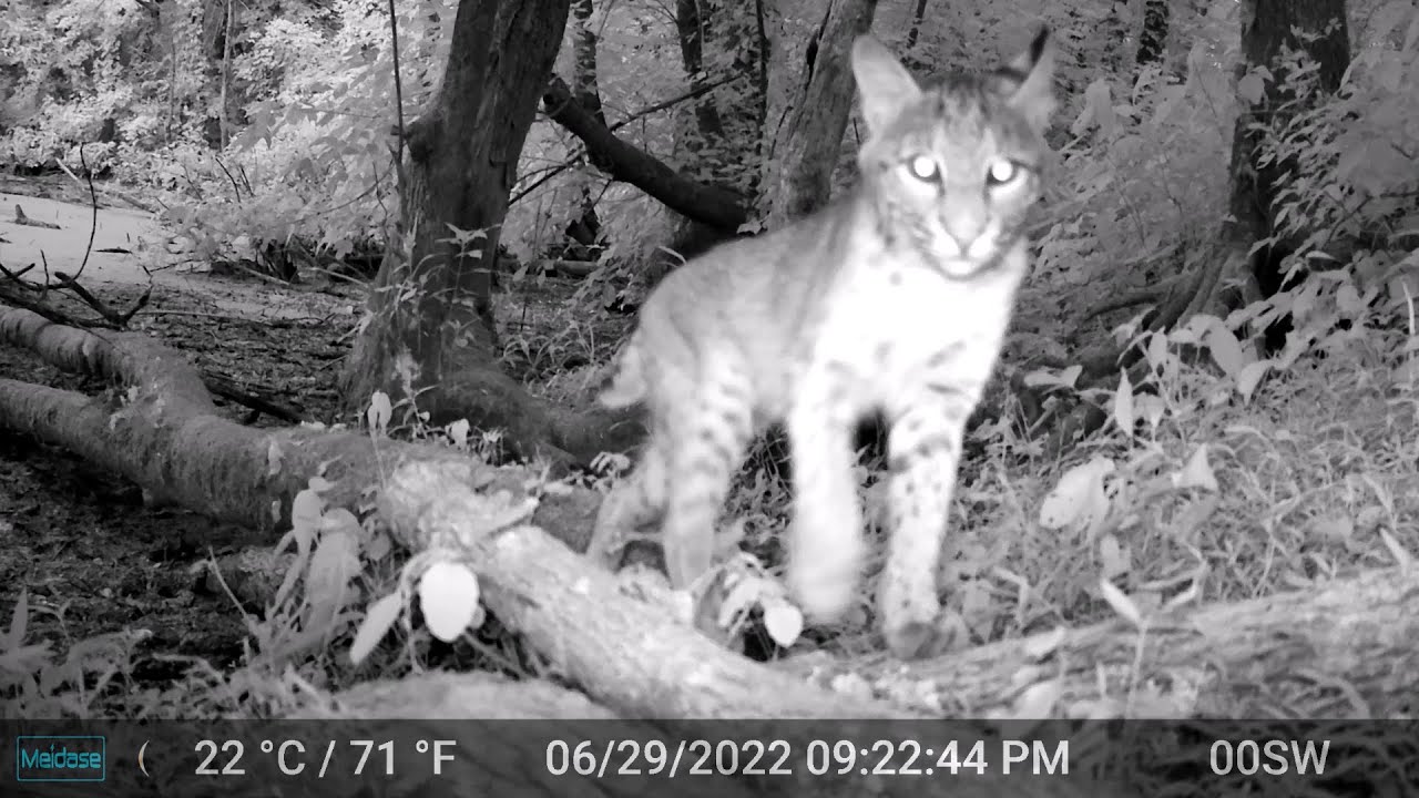 Stealthy bobcat, wary coyote, raccoon launches at trail camera! - YouTube