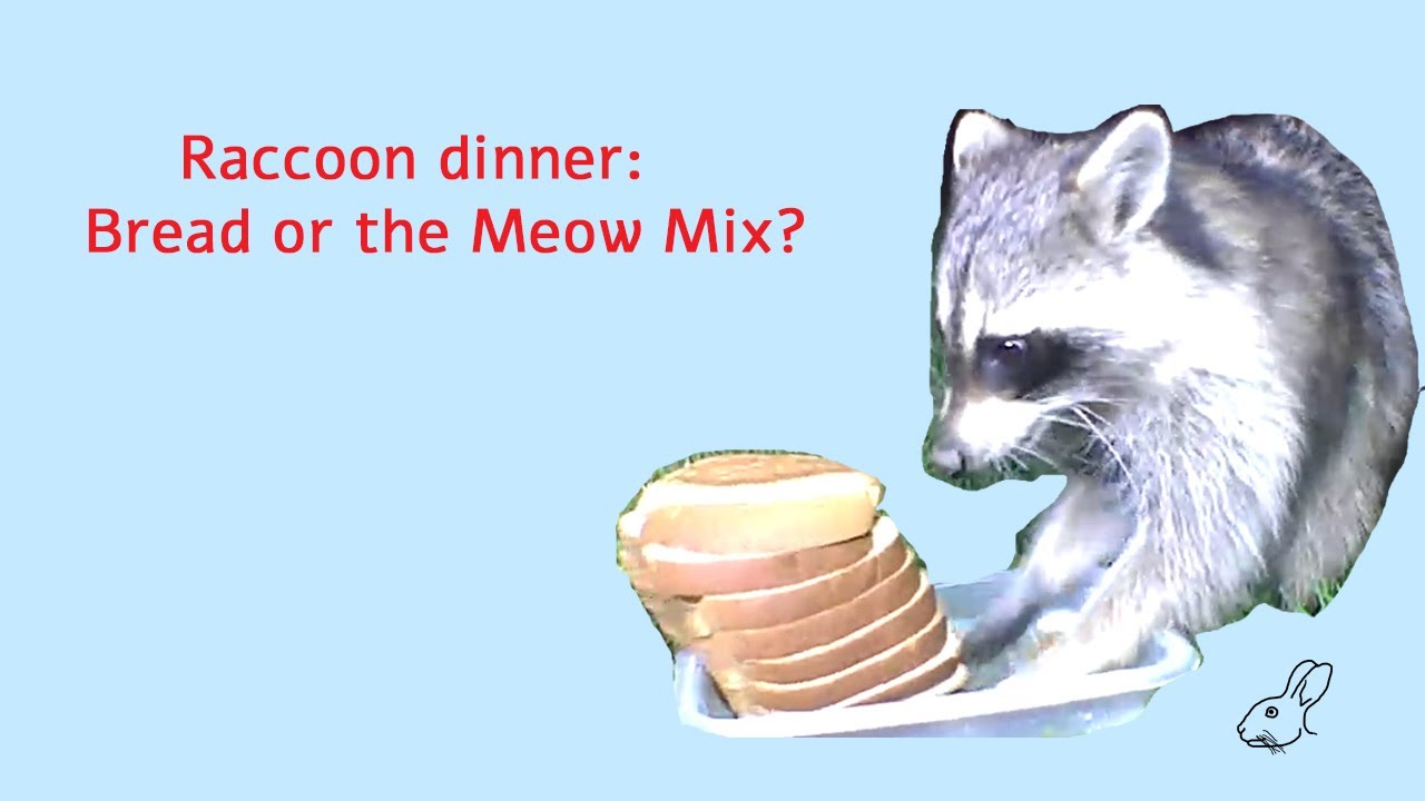 Raccoon dinner - Bread or Meow Mix? - YouTube