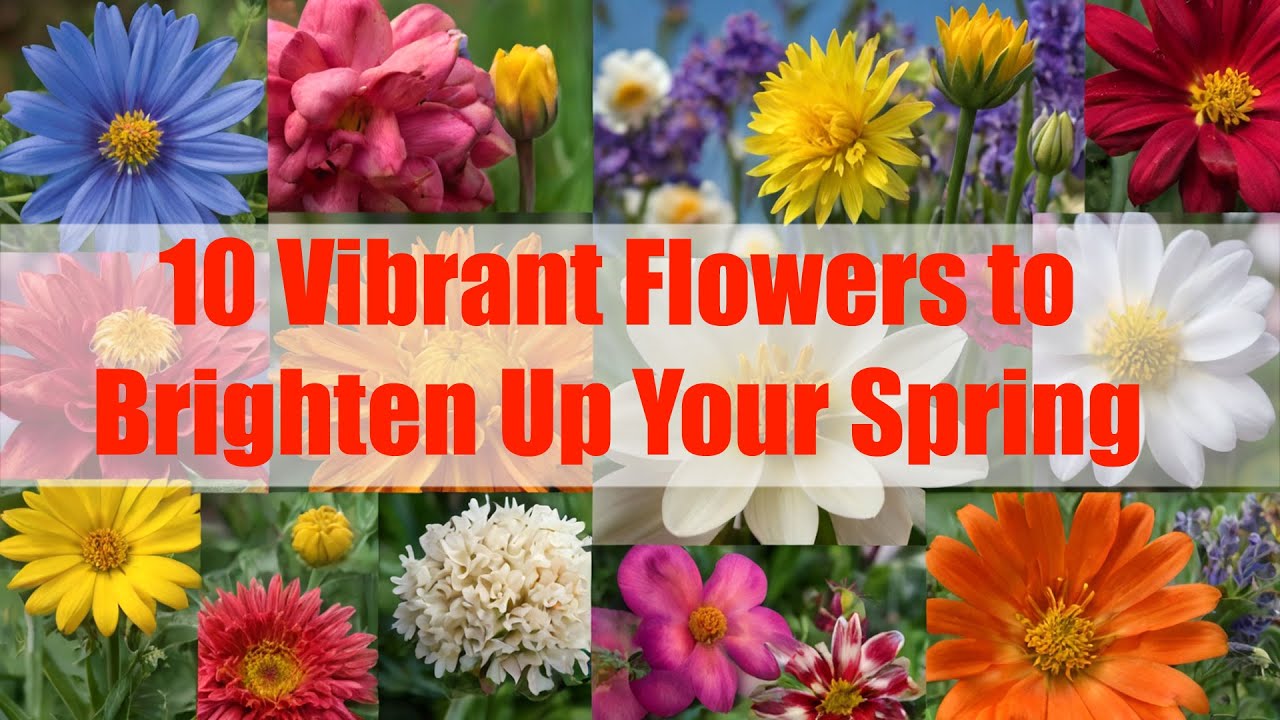 10 Vibrant Flowers to Brighten Up Your Spring - YouTube