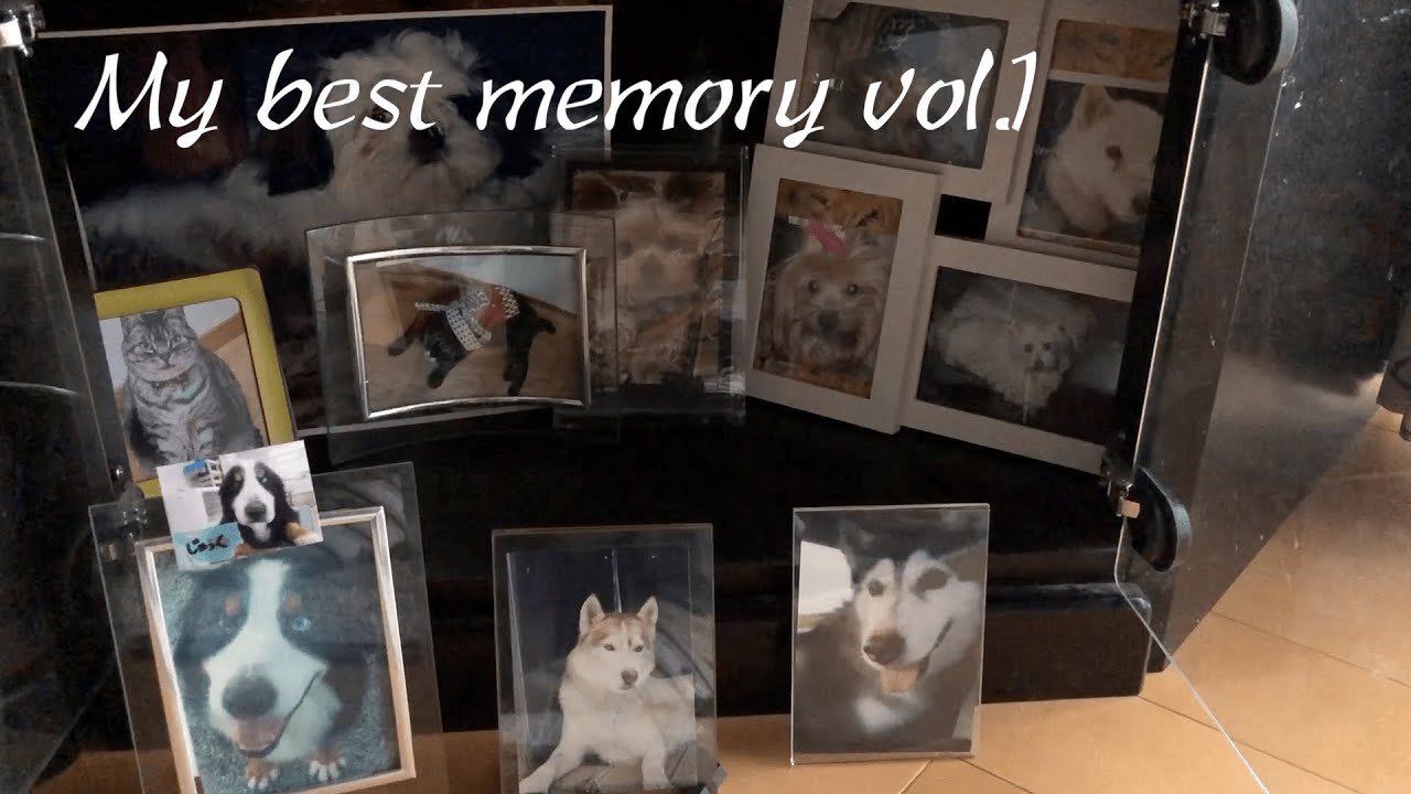 Memories of my dogs | Never forget how cute they were. - YouTube