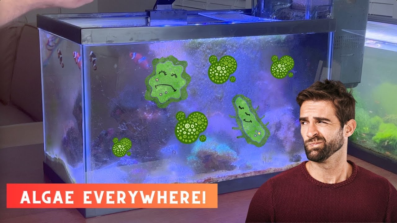 I Let My Algae Grow Out Of Control For 2 Months. - YouTube
