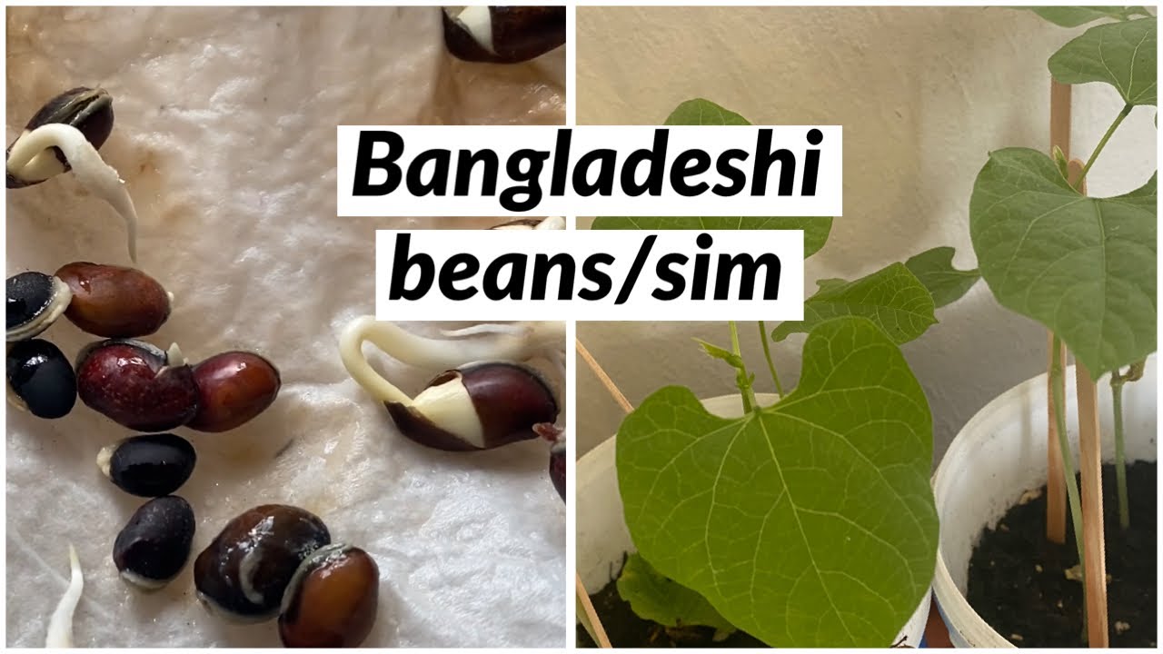 Easiest way to grow Bangladeshi sim/beans/uri plants indoors shokher ...