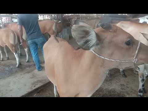 Dere Sapi Bali Super Semok! Kualitas Bagus Harga Terjangkau di Pampayong Bireuen