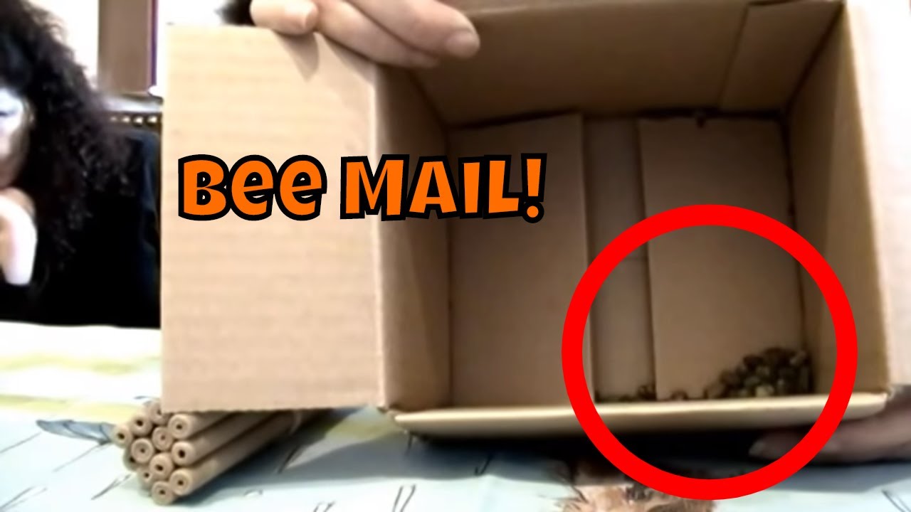 Bee Mail From Crown Bees! 🌞 - YouTube