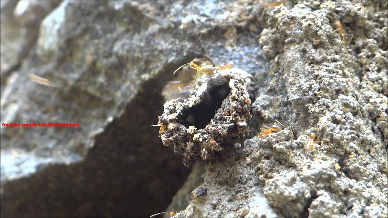 Stingless Honey Bee - Dwarf Honey Bees - Meliponines - Trigona ...