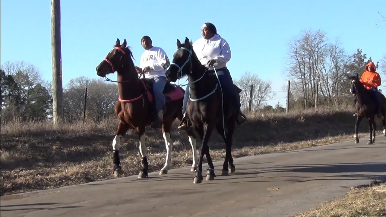 Bethlehem Tennessee Walking Horse Trail Ride - YouTube