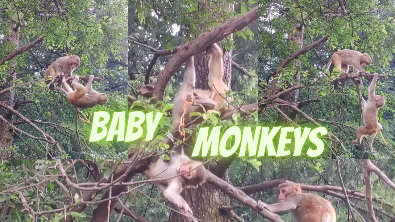 Brown baby monkey and his friends playing, funny mammals video - YouTube