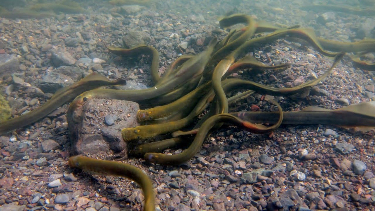 Lamprey spawning and three-spined stickleback - YouTube