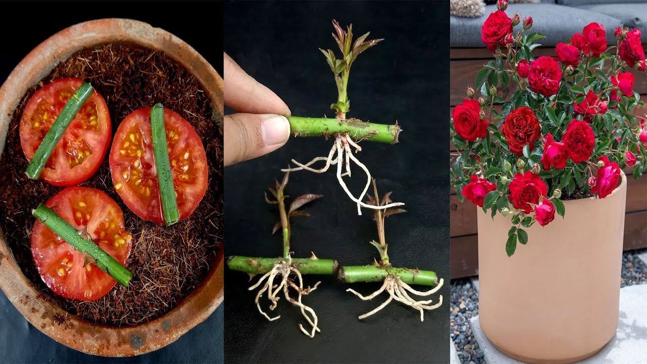 How to Grow Roses Tree from Cutting In a Tomato - YouTube