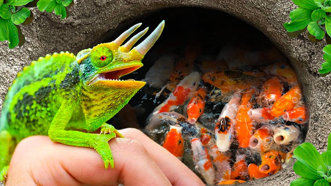 Amazing Catch Ornamental Fish Nest In Tiny Pond, Loach, Pencil Fish ...