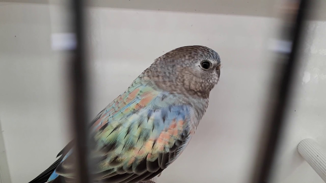 PERRUCHE DE BOURKE MUTATION - BOURKE'S PARROT - Neopsephotus bourkii ...